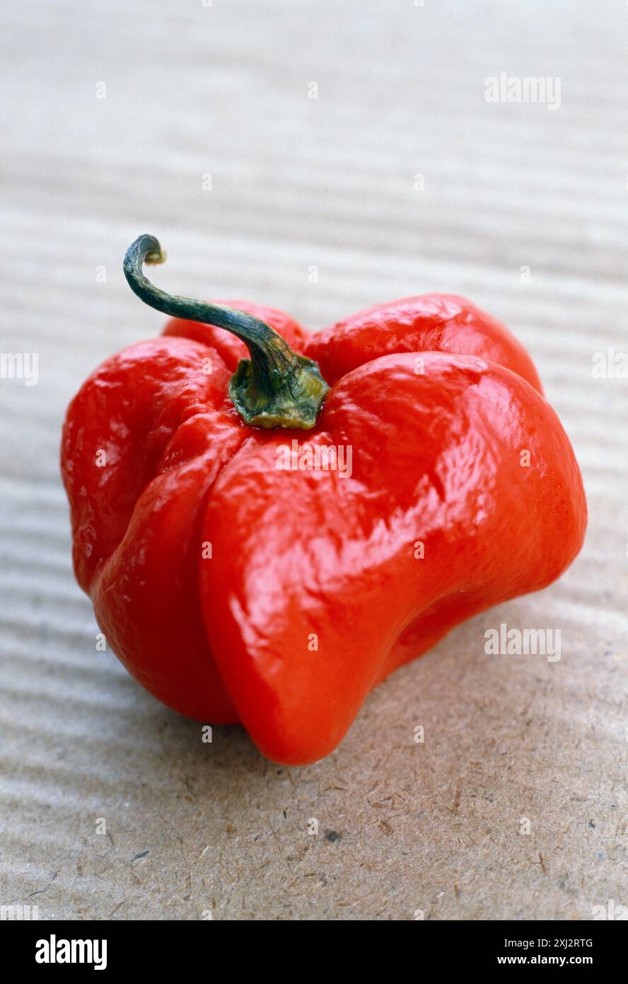 West Indian pepper Stock Photo - Alamy