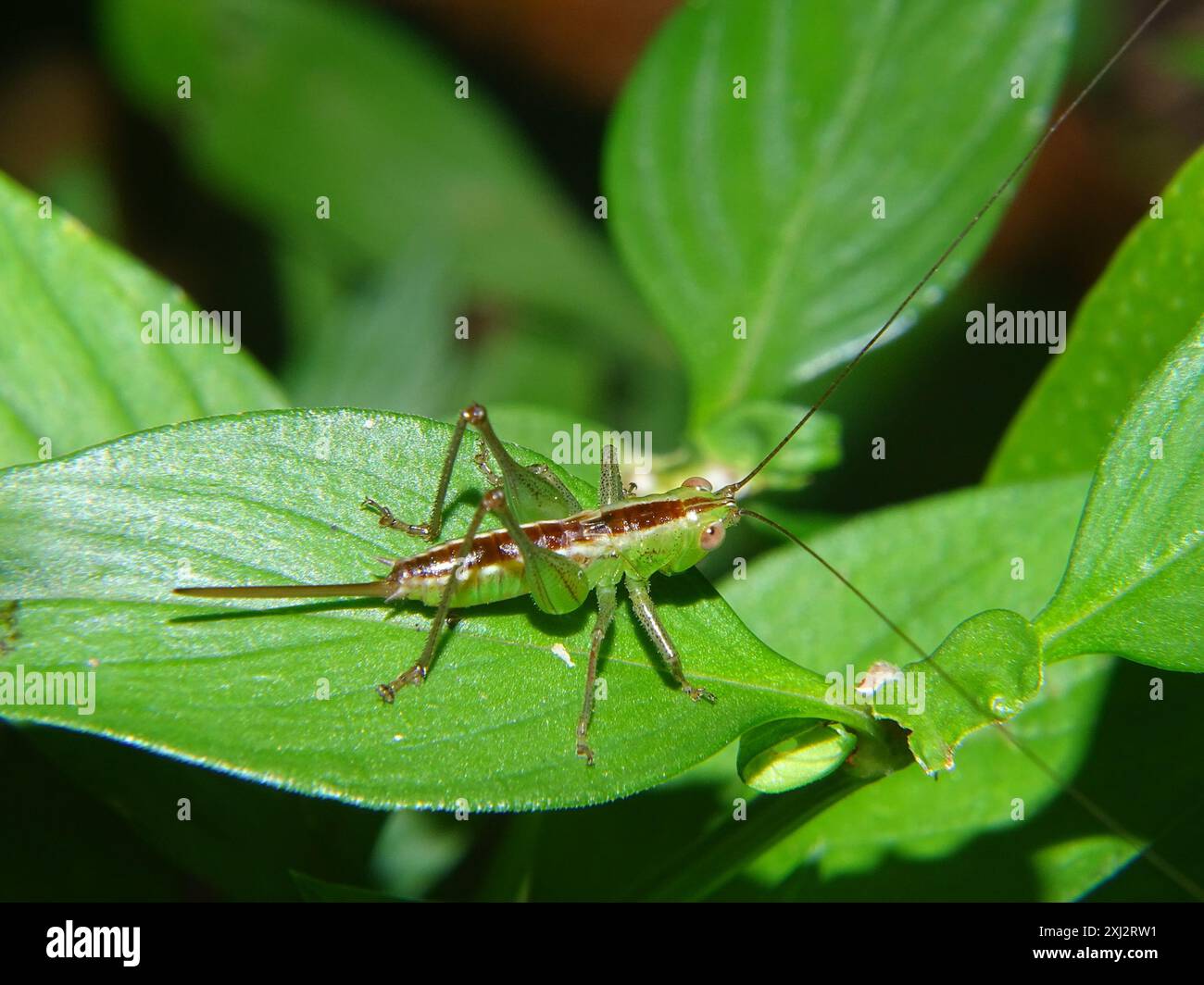 Lesser Meadow Katydids (Conocephalus) Insecta Stock Photo - Alamy