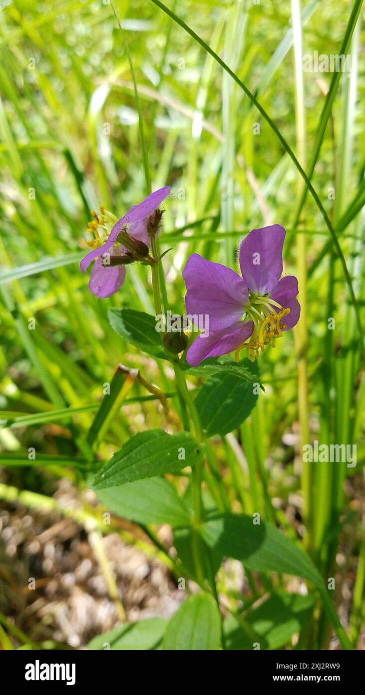 Virginia meadowbeauty (Rhexia virginica) Plantae Stock Photo - Alamy