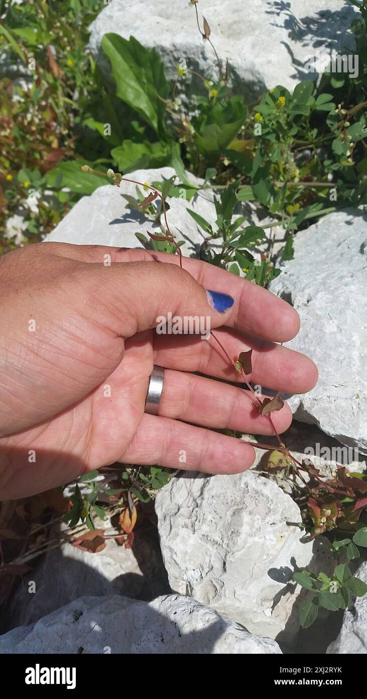 Black-bindweed (Fallopia convolvulus) Plantae Stock Photo - Alamy