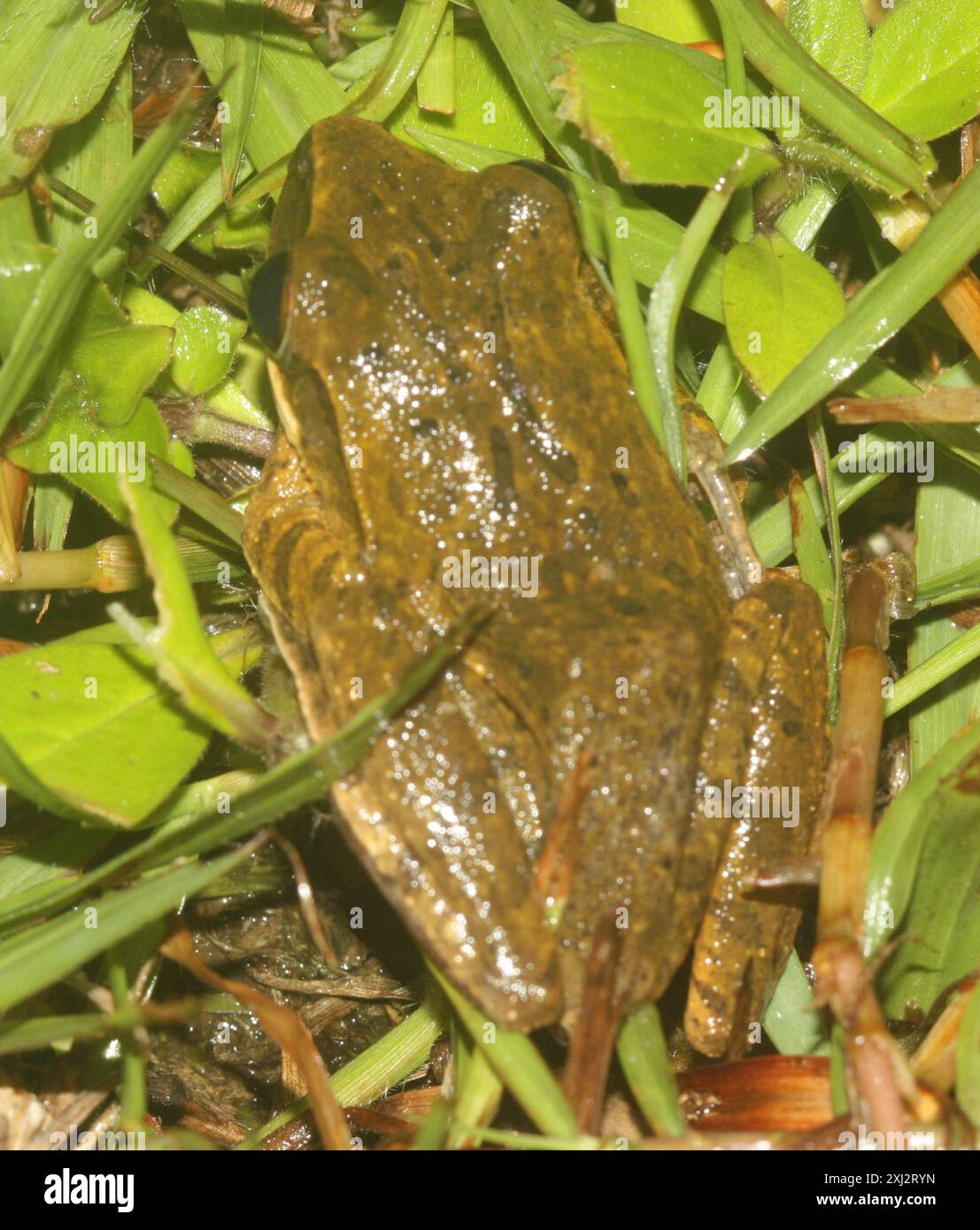 Spot-legged Tree Frog (Polypedates megacephalus) Amphibia Stock Photo ...