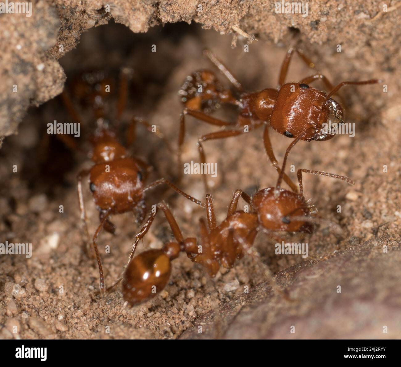 California Harvester Ant (Pogonomyrmex californicus) Insecta Stock ...
