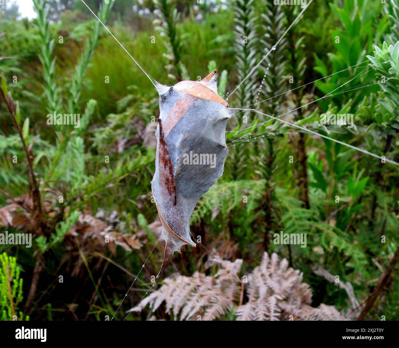 Rain Spiders (Palystes) Arachnida Stock Photo - Alamy