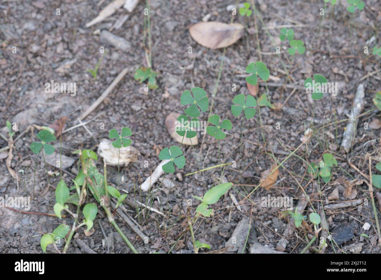 Helicopter Ferns (Marsilea) Plantae Stock Photo - Alamy