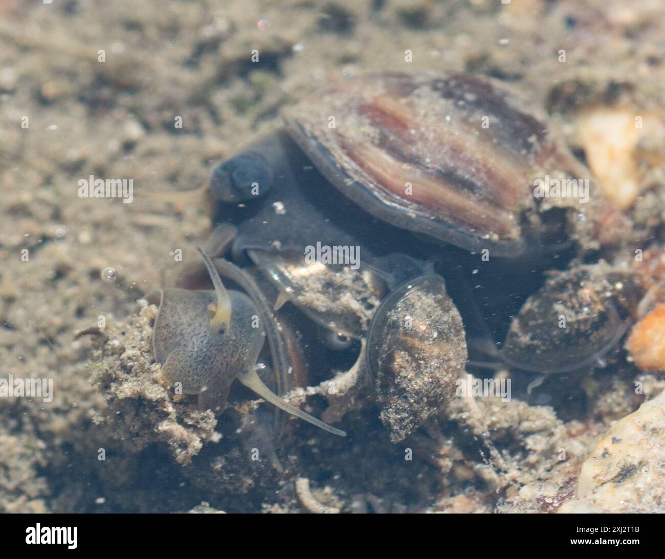 Bladder Snails (Physidae) Mollusca Stock Photo - Alamy