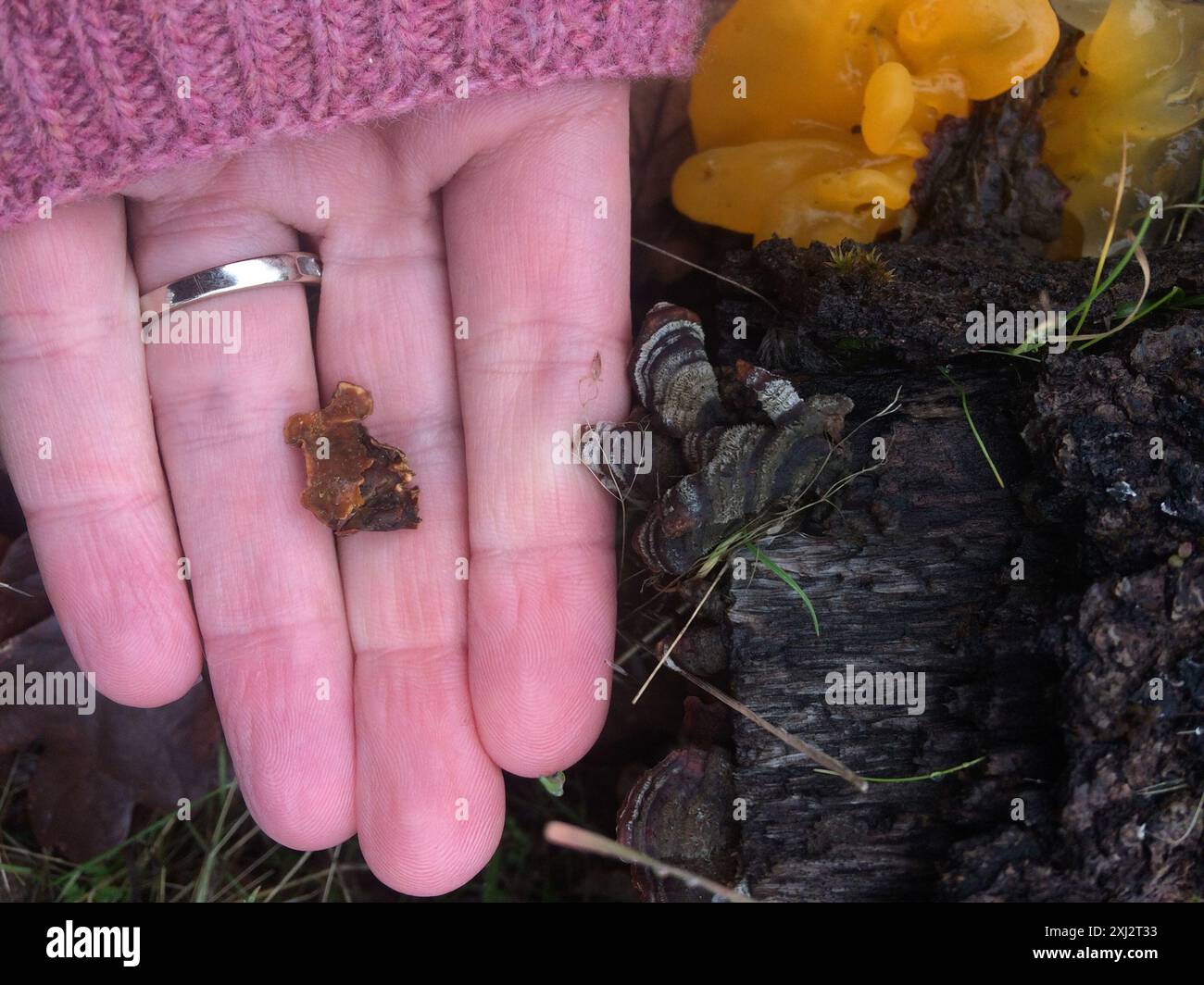 golden ear (Naematelia aurantia) Fungi Stock Photo - Alamy