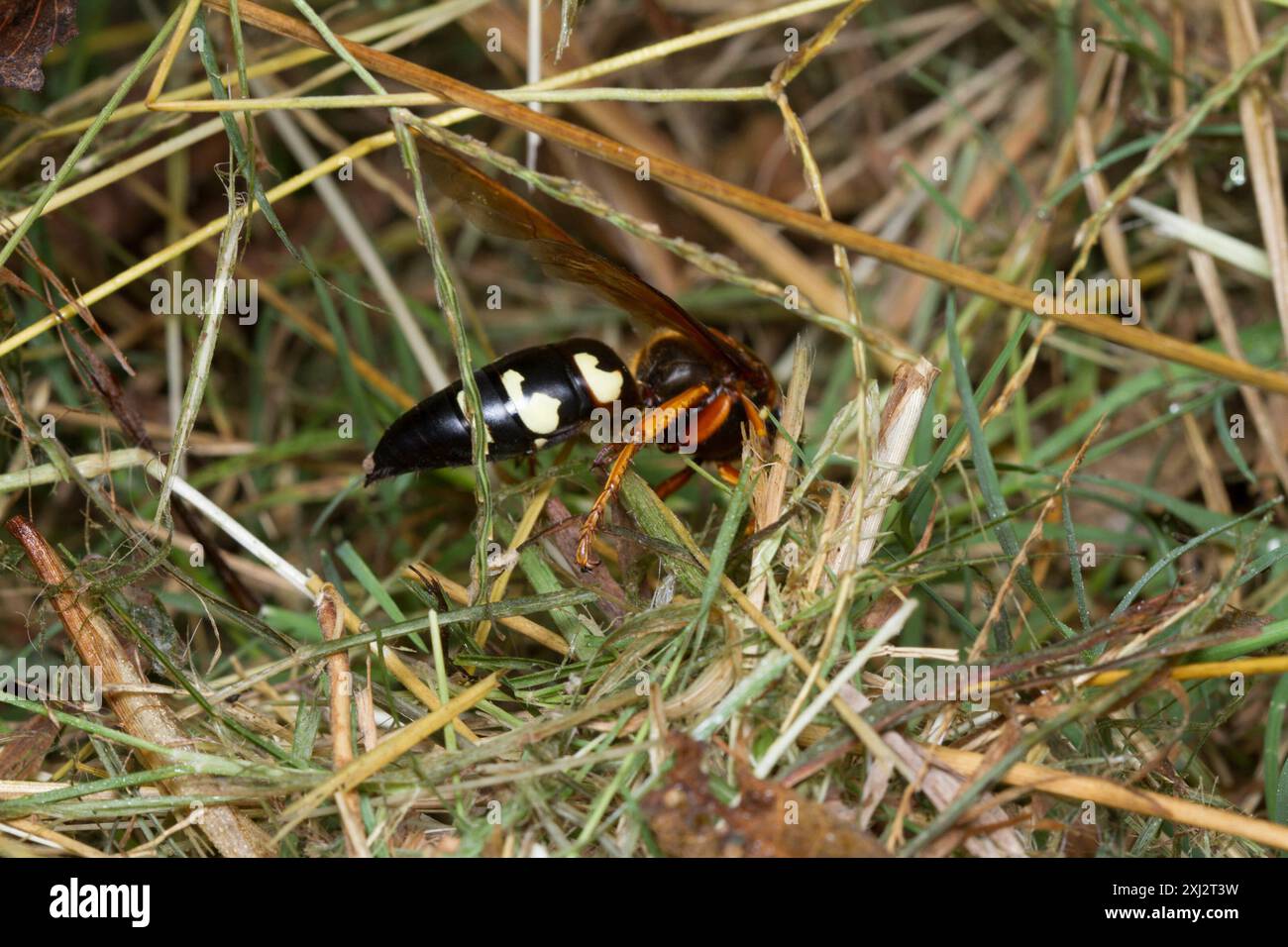 Eastern Cicada-killer Wasp (Sphecius speciosus) Insecta Stock Photo - Alamy