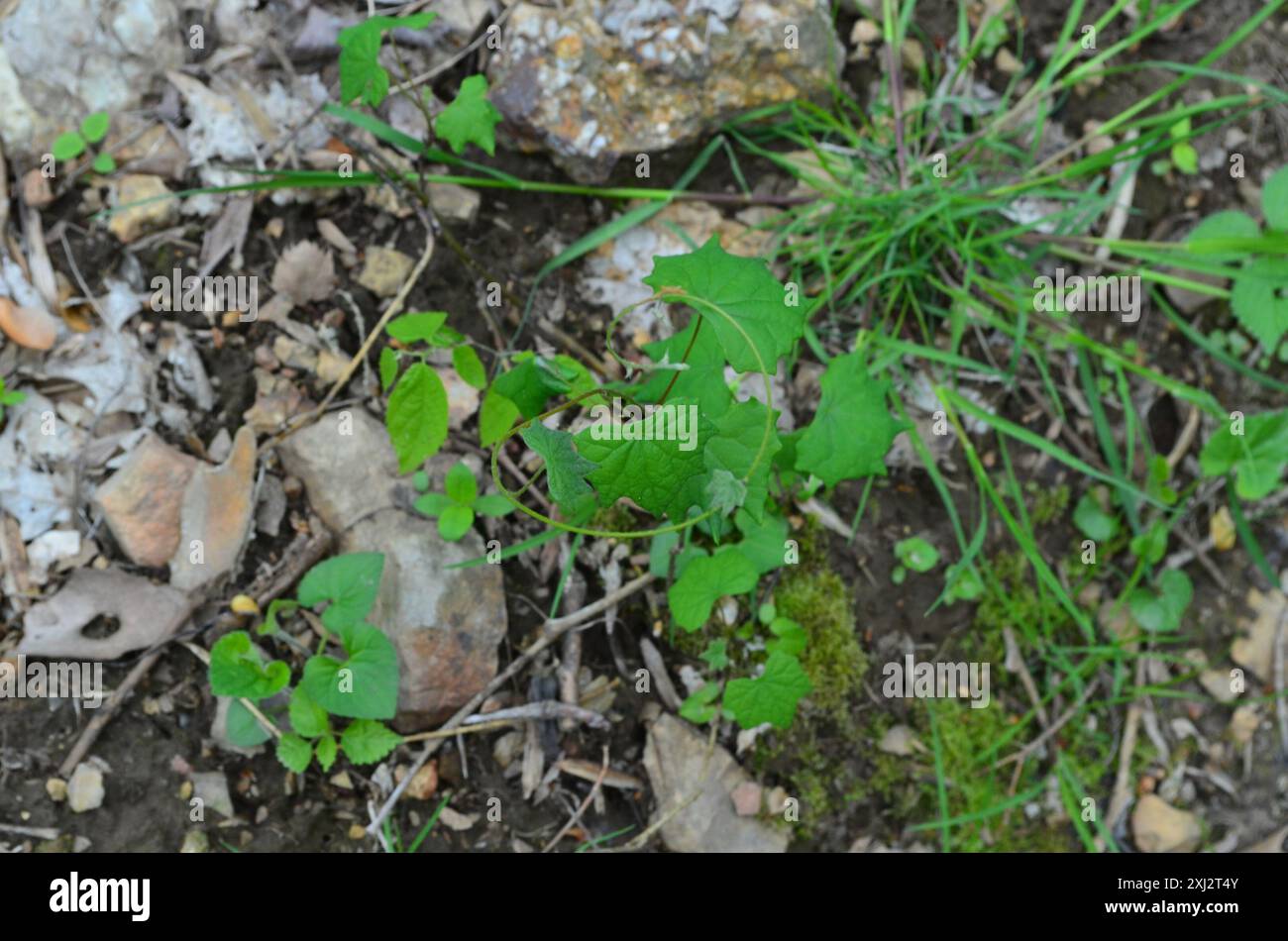 moonseed (Menispermum canadense) Plantae Stock Photo - Alamy