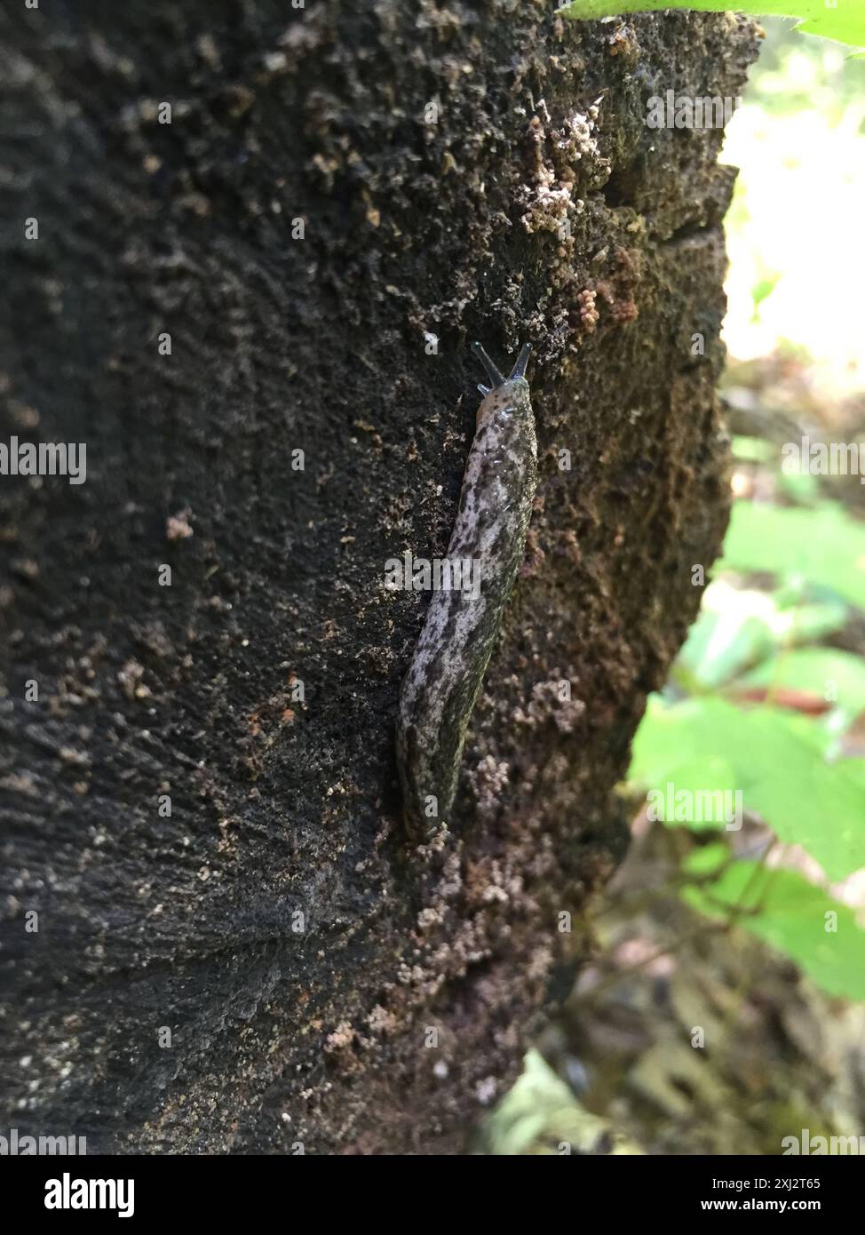 Carolina Mantleslug (Philomycus carolinianus) Mollusca Stock Photo - Alamy