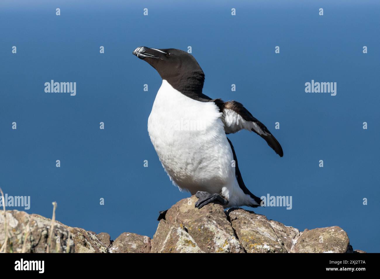 Razorbill bird, Alca torda a member of the Auk family, Skomer, Wales ...