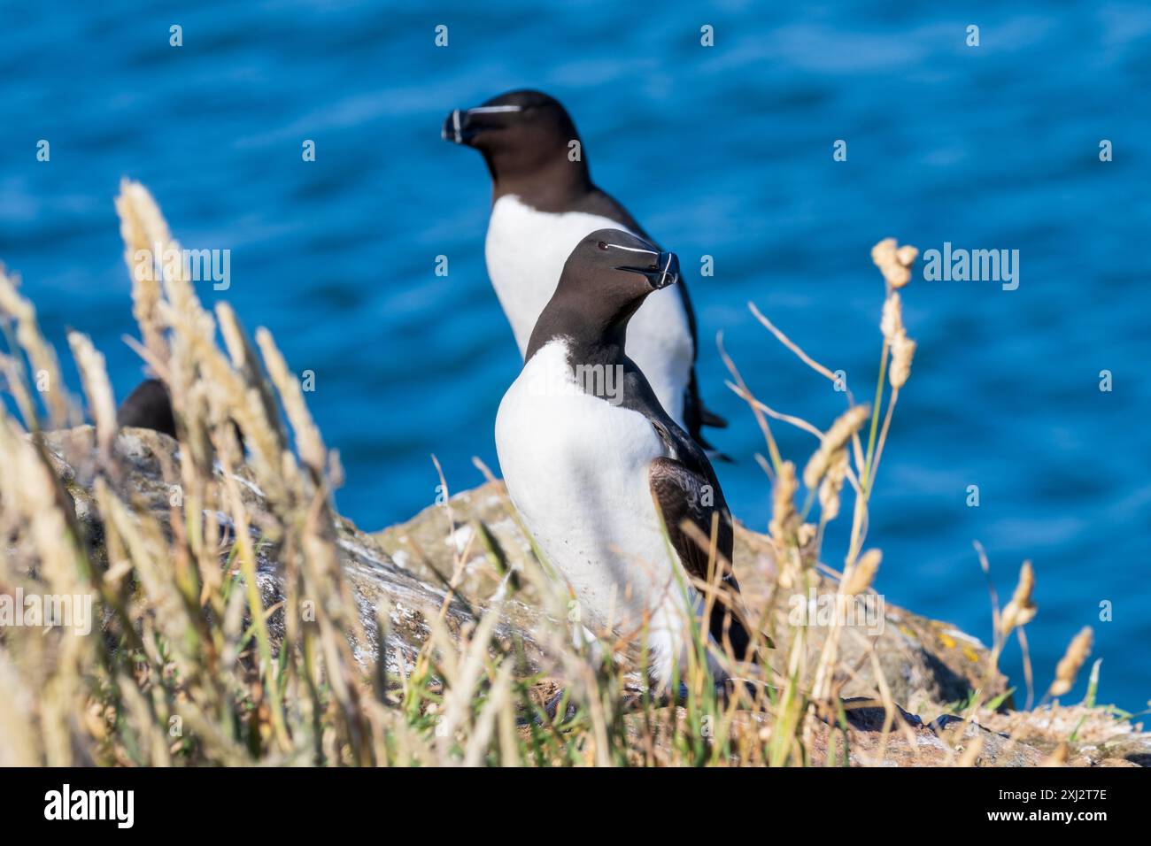Razorbill bird, Alca torda a member of the Auk family, Skomer, Wales ...