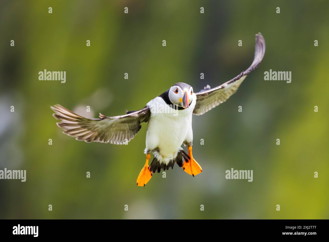 Atlantic puffin,Fratercula arctica flying/in flight on the island of ...