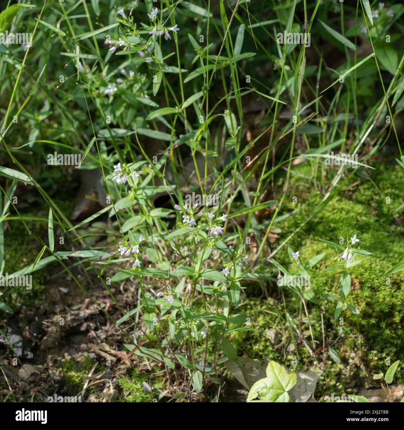 summer bluet (Houstonia purpurea) Plantae Stock Photo - Alamy