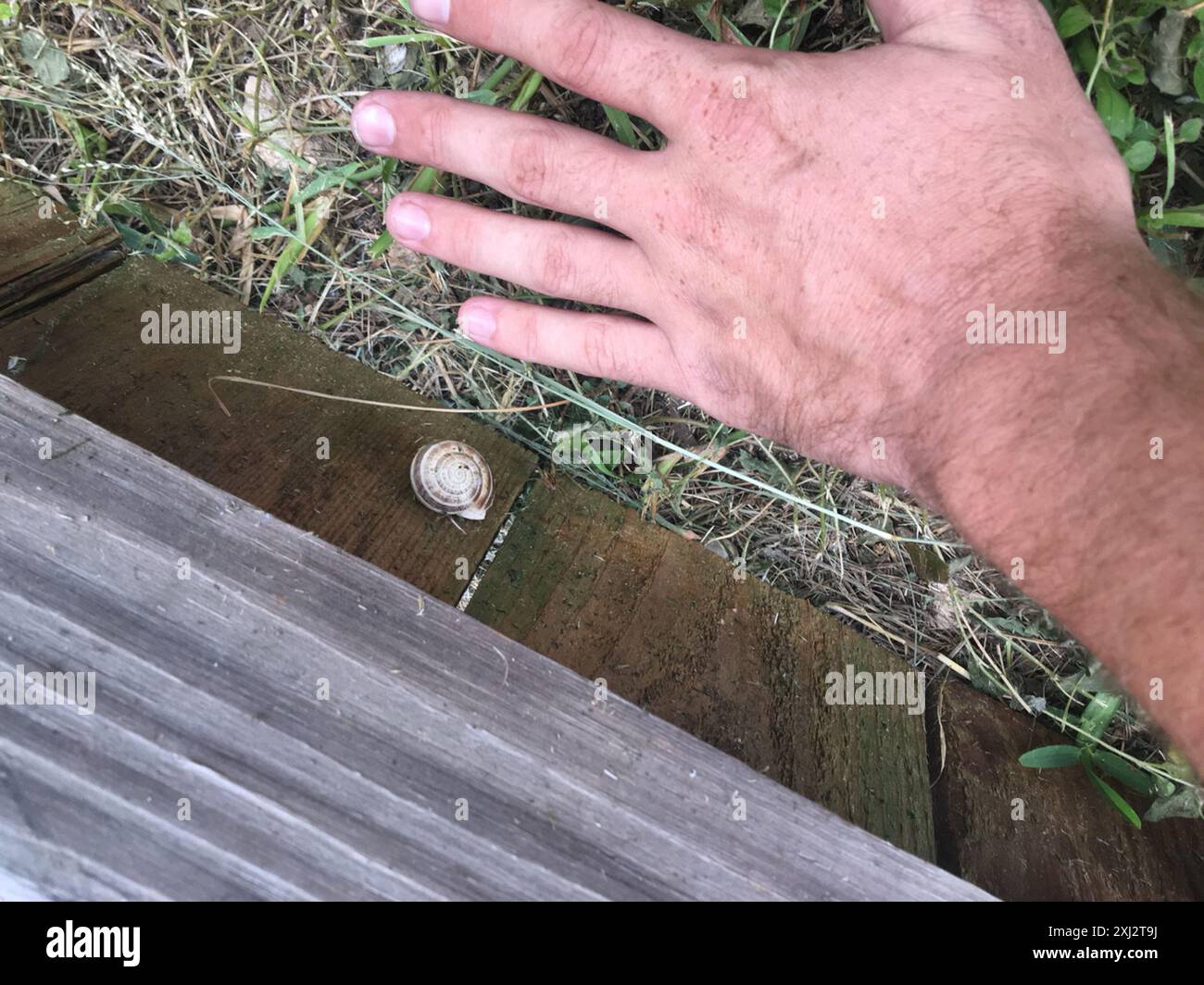 Milk Snail (Otala lactea) Mollusca Stock Photo - Alamy