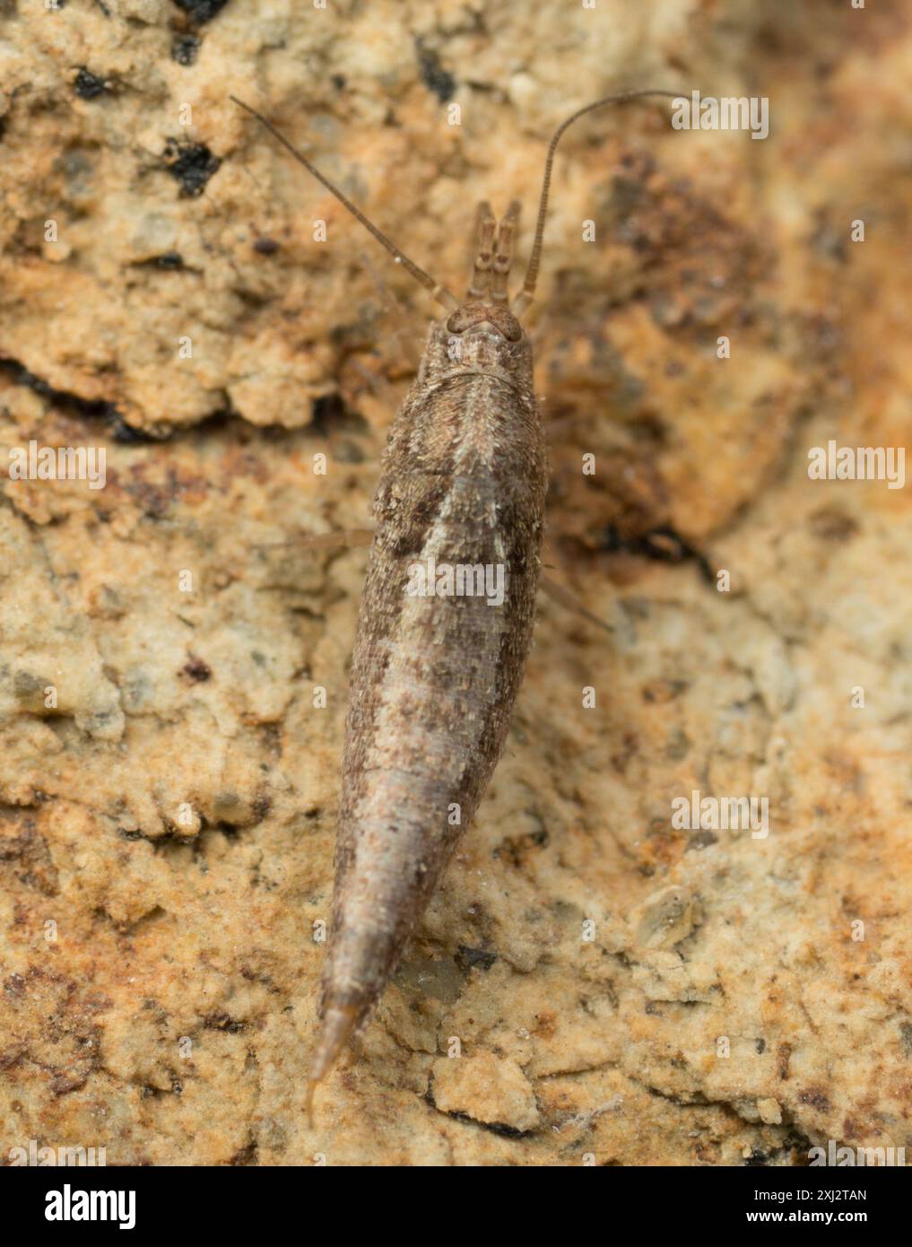 Meinertellidae hi-res stock photography and images - Alamy