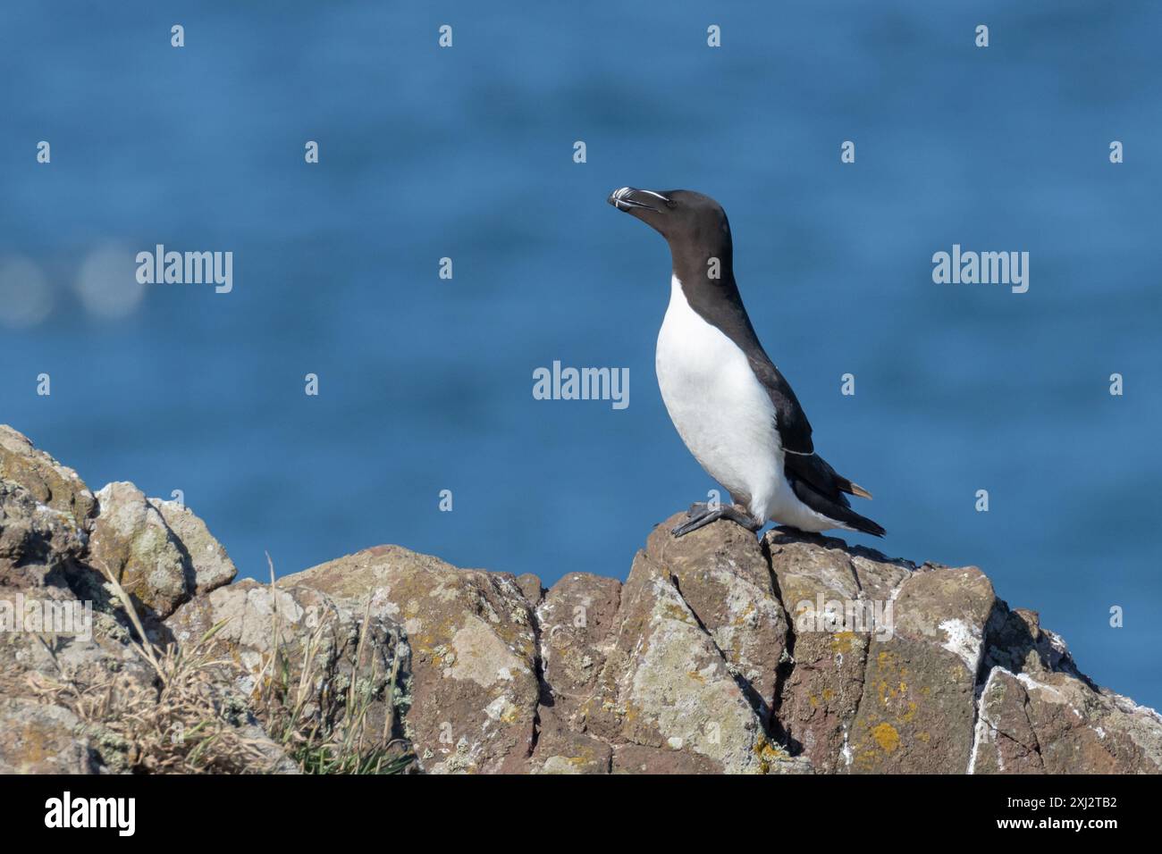 Auks family hi-res stock photography and images - Alamy