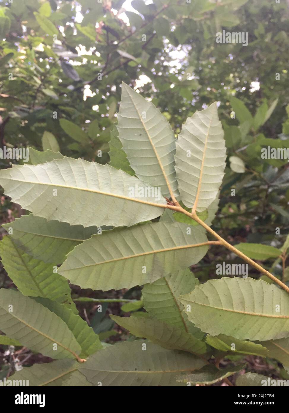 Tanoak (Notholithocarpus densiflorus) Plantae Stock Photo - Alamy