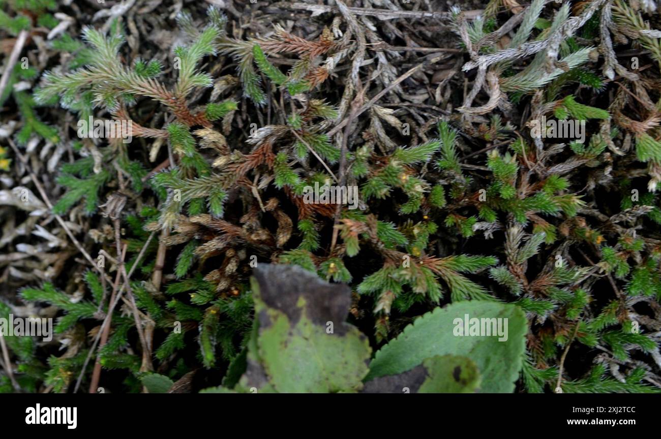 rock spikemoss (Selaginella rupestris) Plantae Stock Photo - Alamy