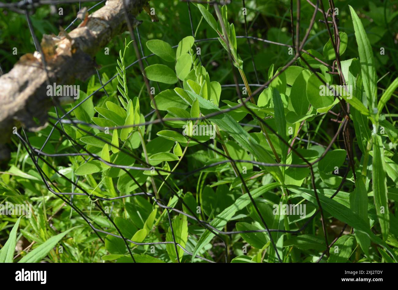 veiny pea (Lathyrus venosus) Plantae Stock Photo - Alamy