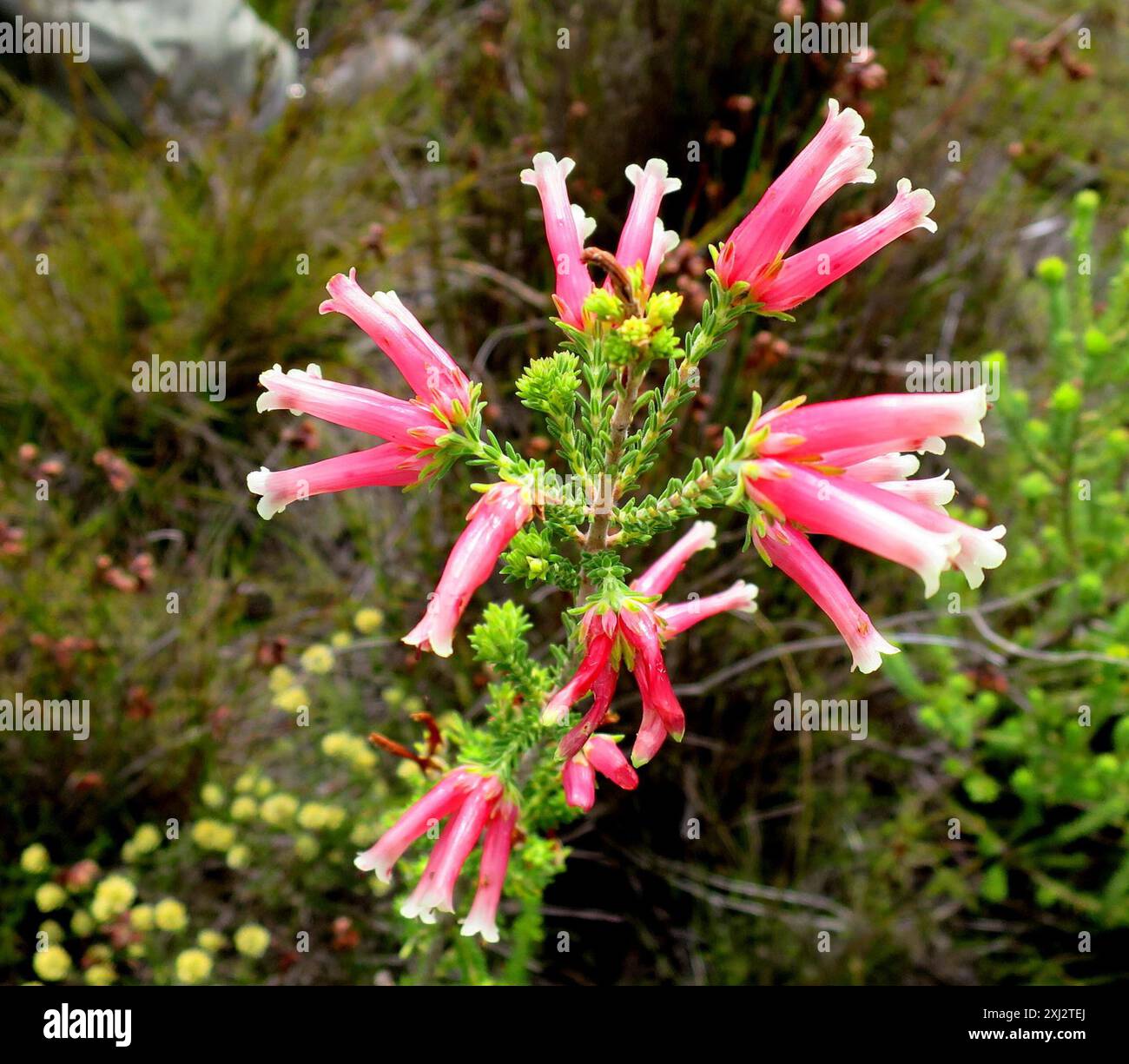 Twotone Heath (Erica versicolor) Plantae Stock Photo - Alamy