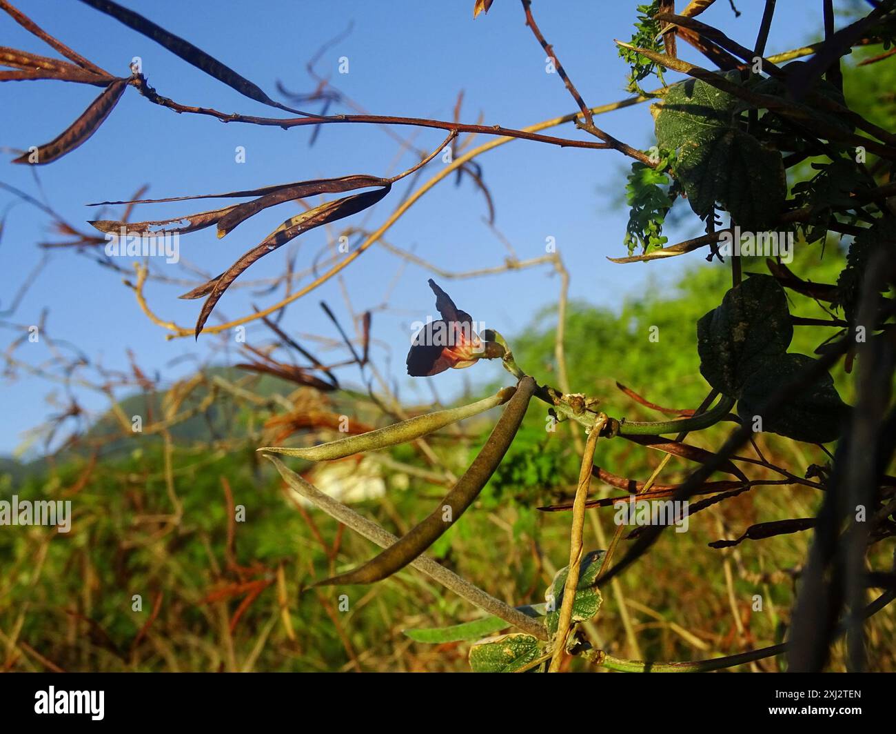 Purple Bush-Bean (Macroptilium atropurpureum) Plantae Stock Photo - Alamy