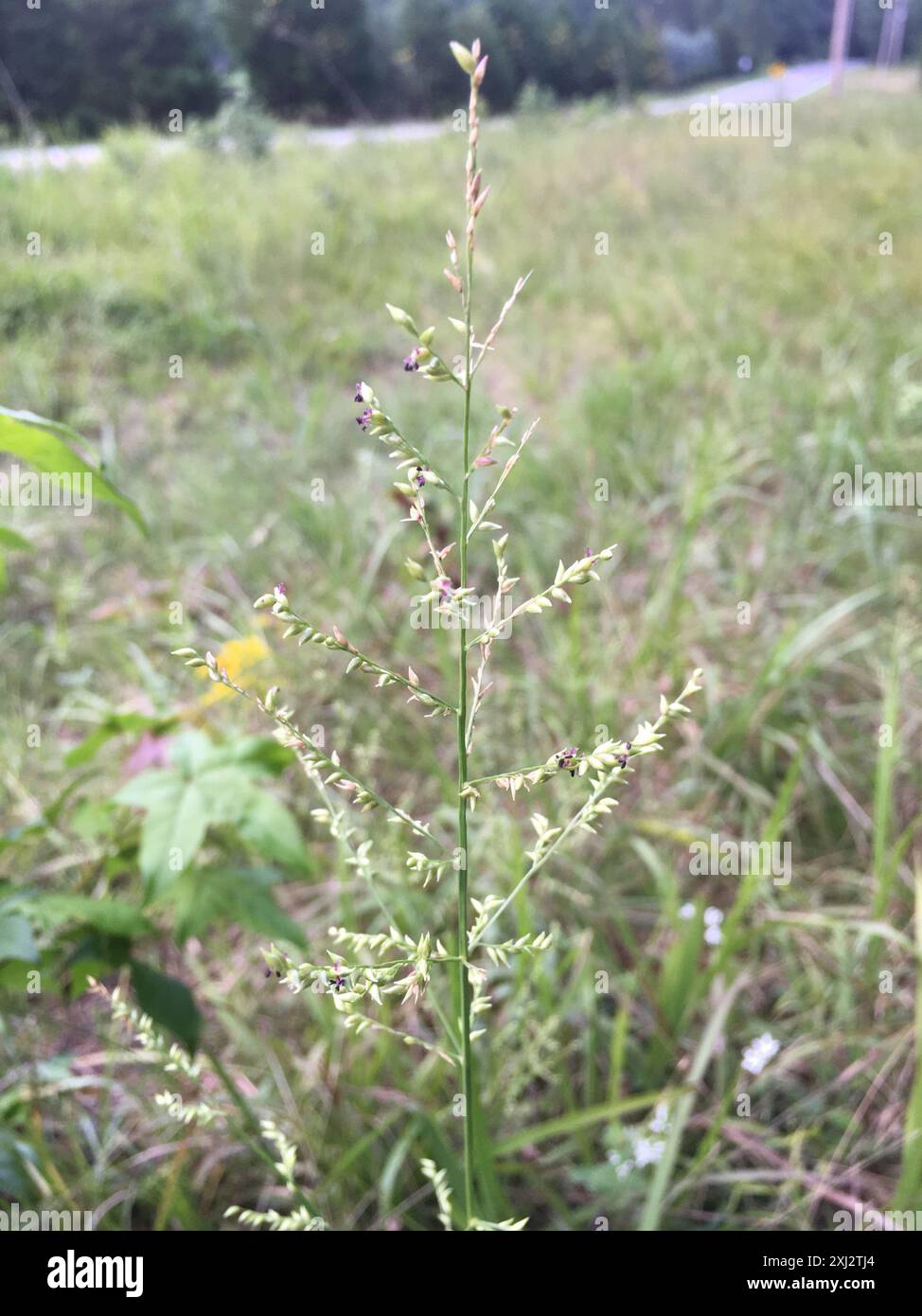 Beaked Panic Grass (Coleataenia anceps anceps) Plantae Stock Photo - Alamy