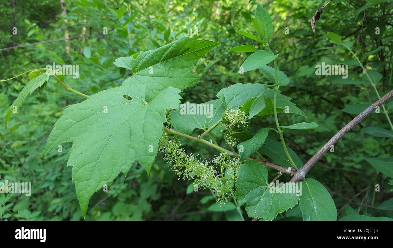 riverbank grape (Vitis riparia) Plantae Stock Photo - Alamy