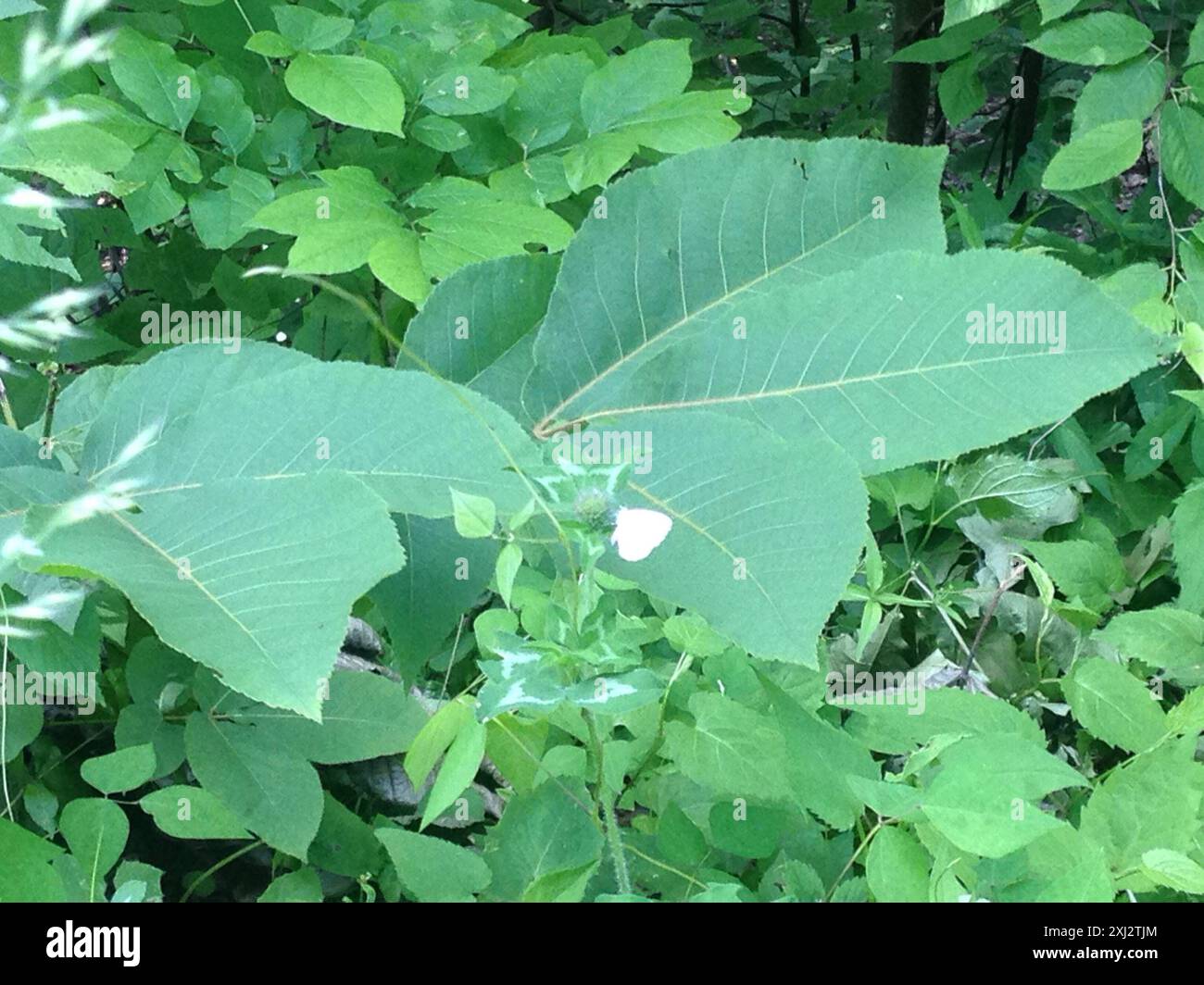 Cucumber-tree (Magnolia acuminata) Plantae Stock Photo - Alamy