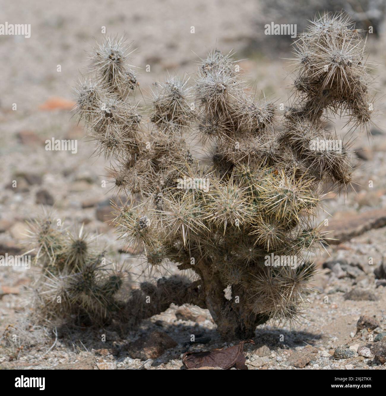 Silver Cholla (Cylindropuntia echinocarpa) Plantae Stock Photo - Alamy