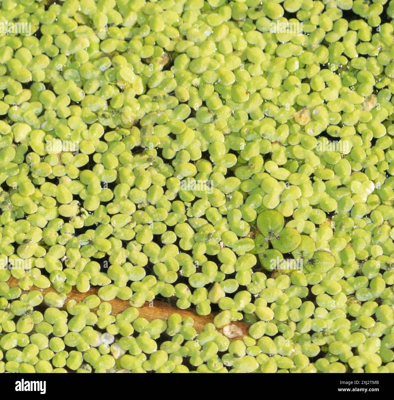 duckweeds (Lemnoideae) Plantae Stock Photo - Alamy