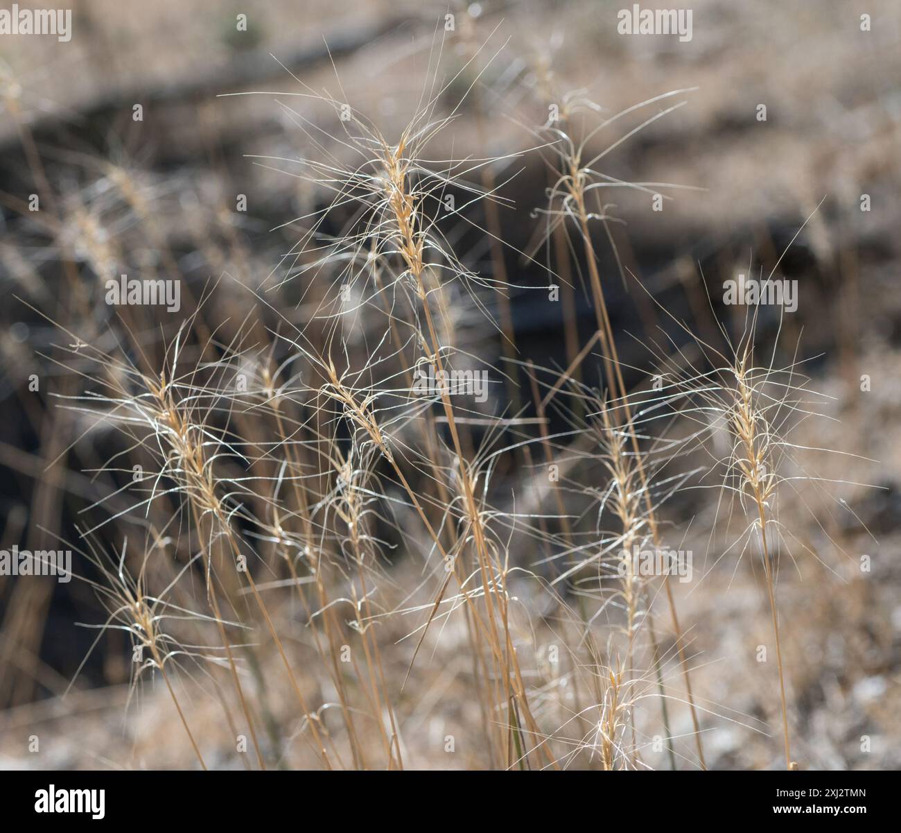 grasses, sedges, cattails, and allies (Poales) Plantae Stock Photo - Alamy