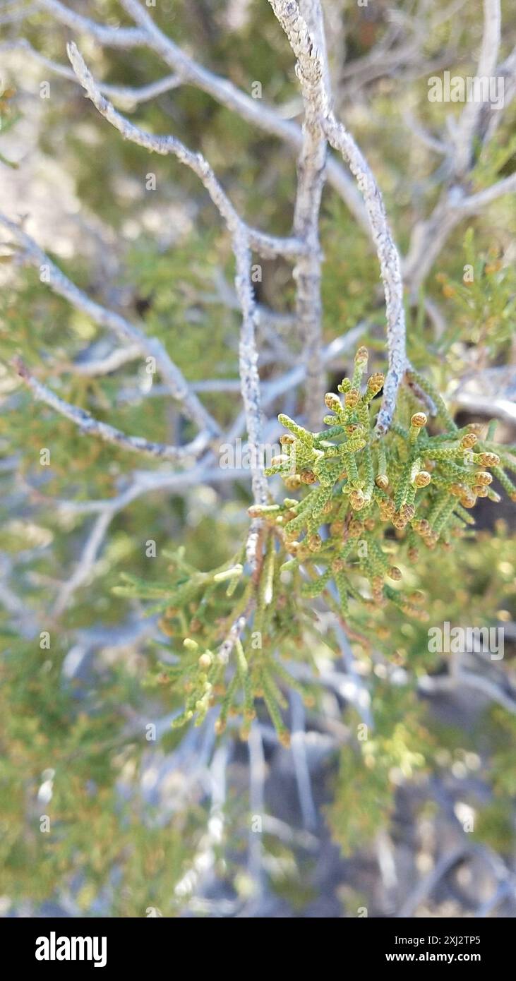 California juniper (Juniperus californica) Plantae Stock Photo - Alamy
