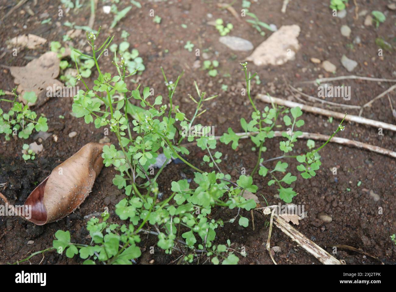 Bittercresses and Toothworts (Cardamine) Plantae Stock Photo - Alamy