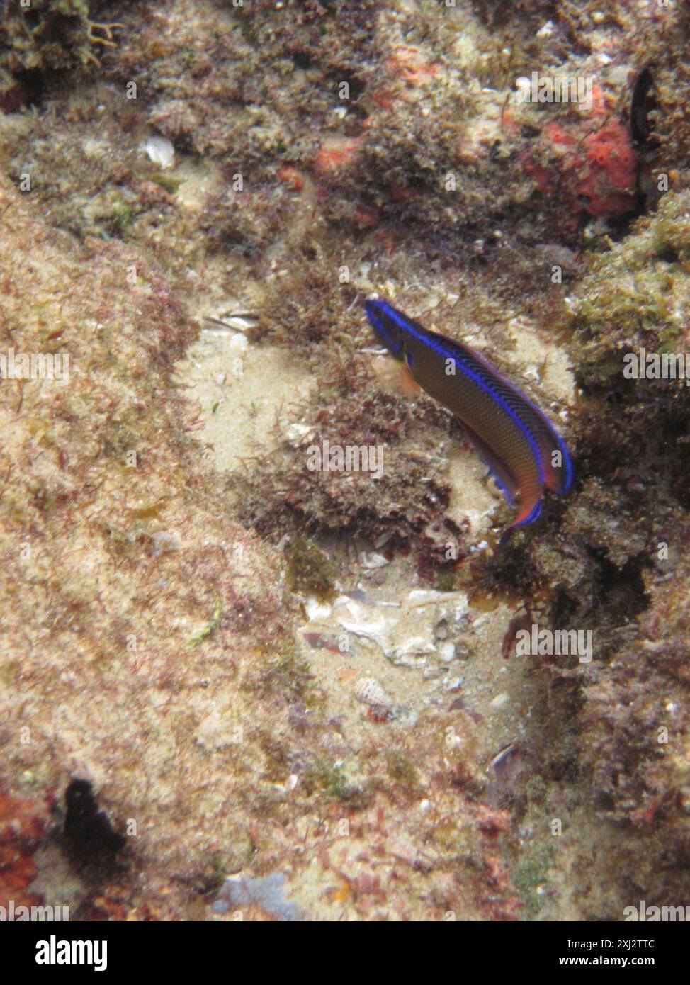 dutoiti dottyback (Pseudochromis dutoiti) Actinopterygii Stock Photo ...
