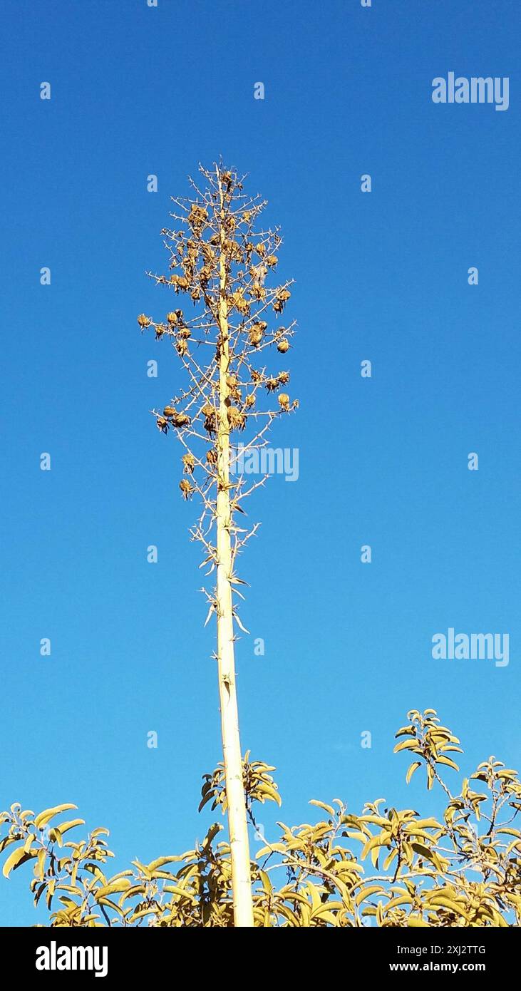 chaparral yucca (Hesperoyucca whipplei) Plantae Stock Photo - Alamy