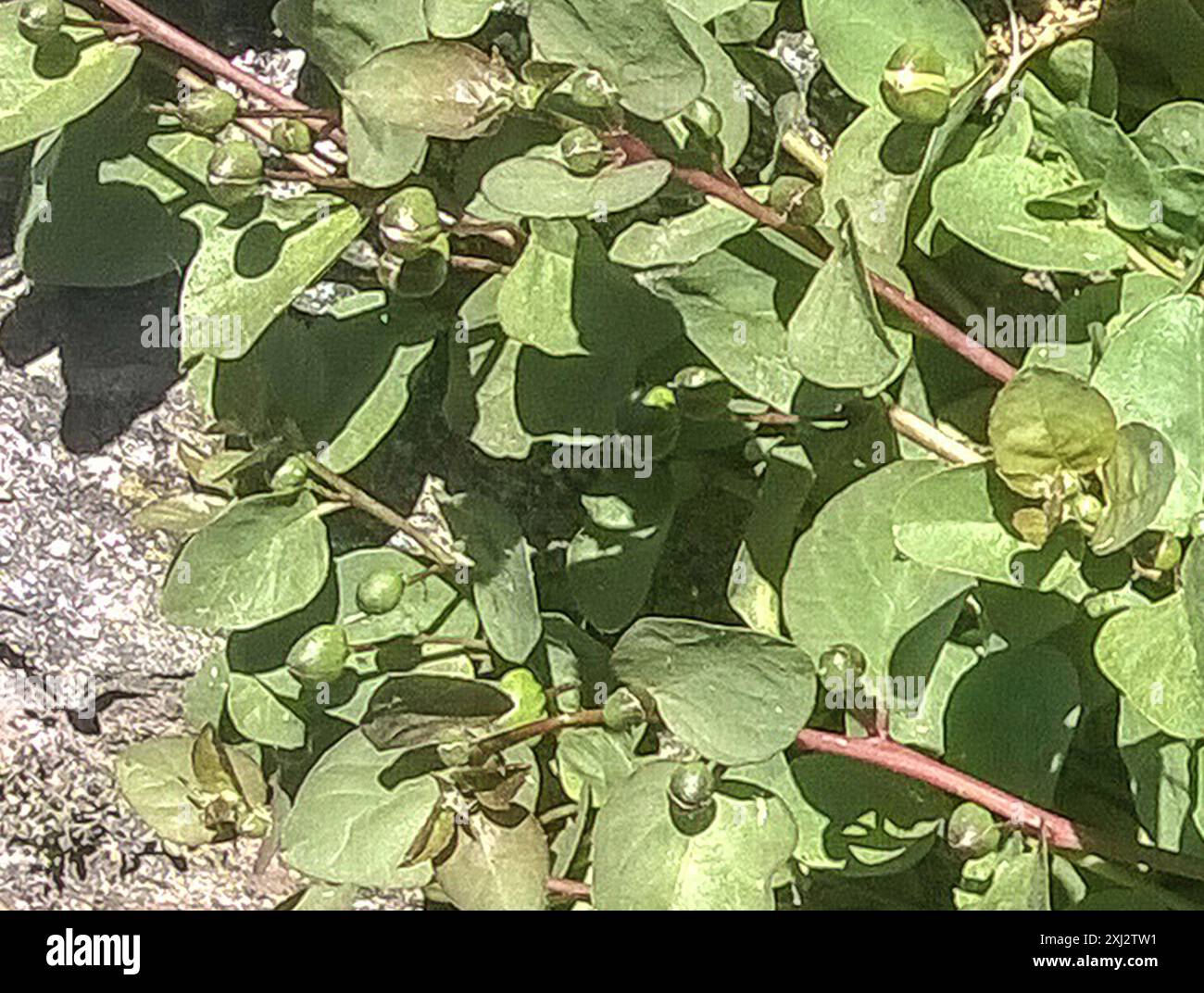 Caper Bush (Capparis spinosa) Plantae Stock Photo - Alamy