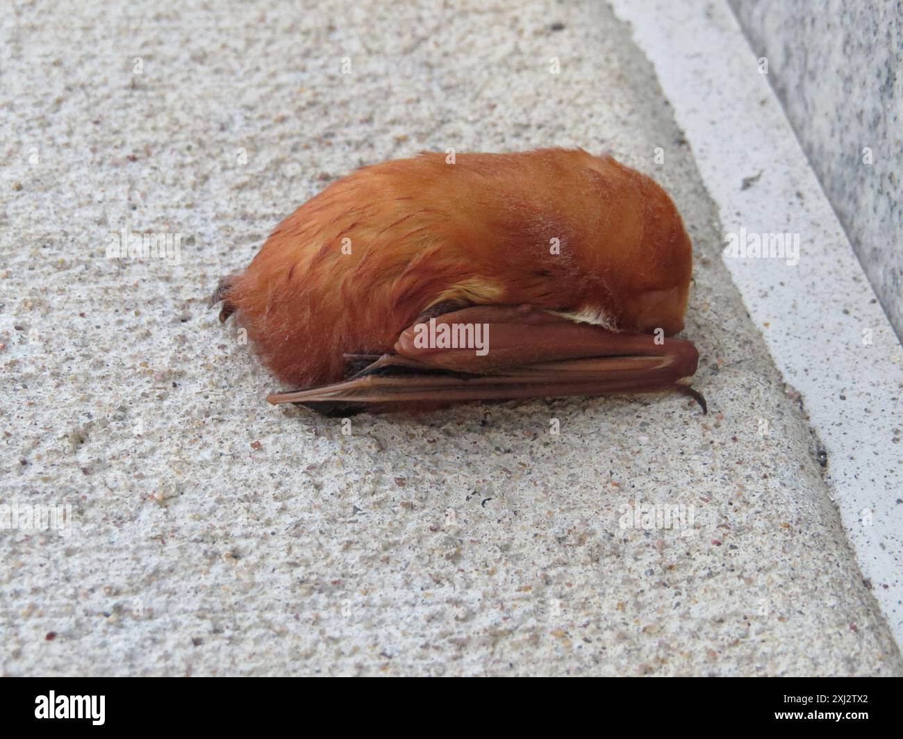 Eastern Red Bat (Lasiurus borealis) Mammalia Stock Photo - Alamy