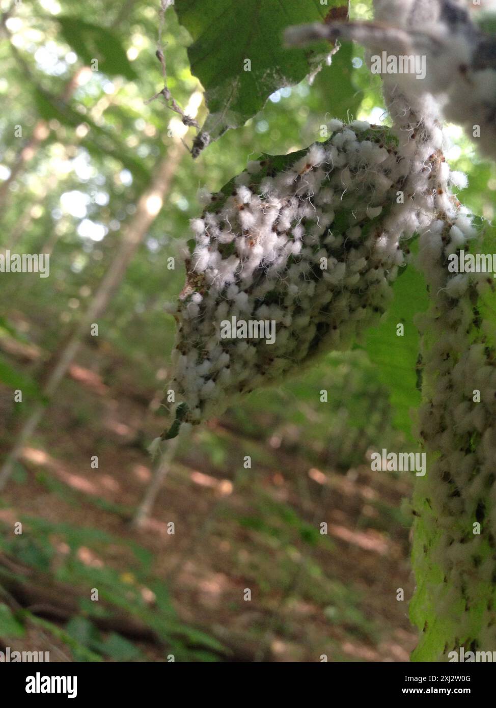 Beech Blight Aphid (Grylloprociphilus imbricator) Insecta Stock Photo ...