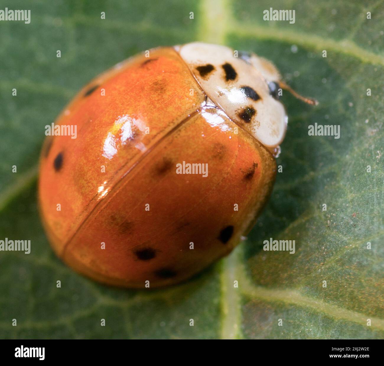 Asian Lady Beetle (Harmonia axyridis) Insecta Stock Photo - Alamy