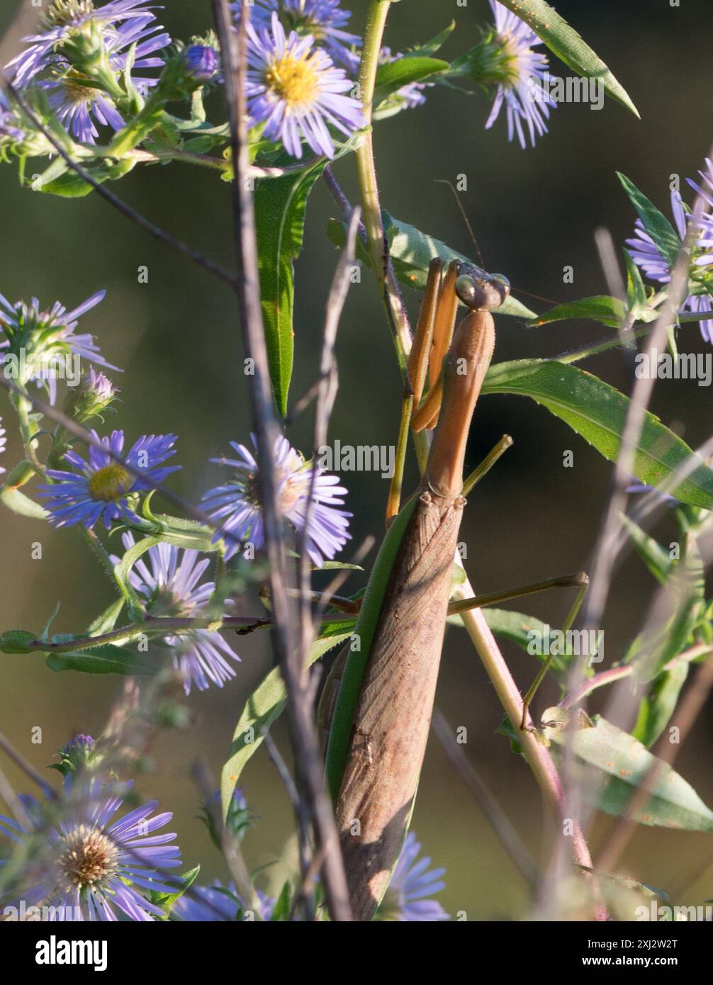 Chinese Mantis (Tenodera sinensis) Insecta Stock Photo - Alamy