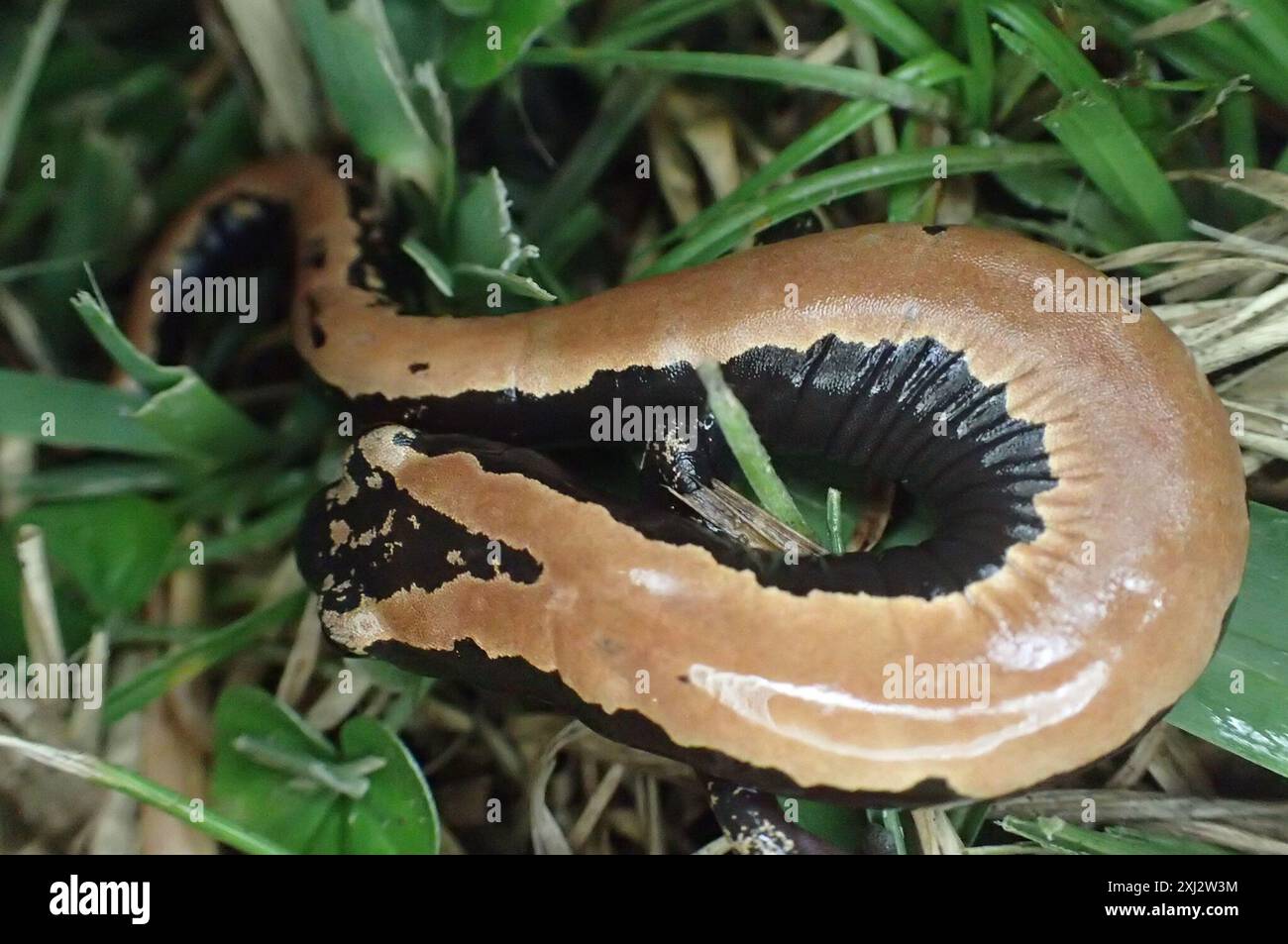 Broadfoot Mushroomtongue Salamander (Bolitoglossa platydactyla ...