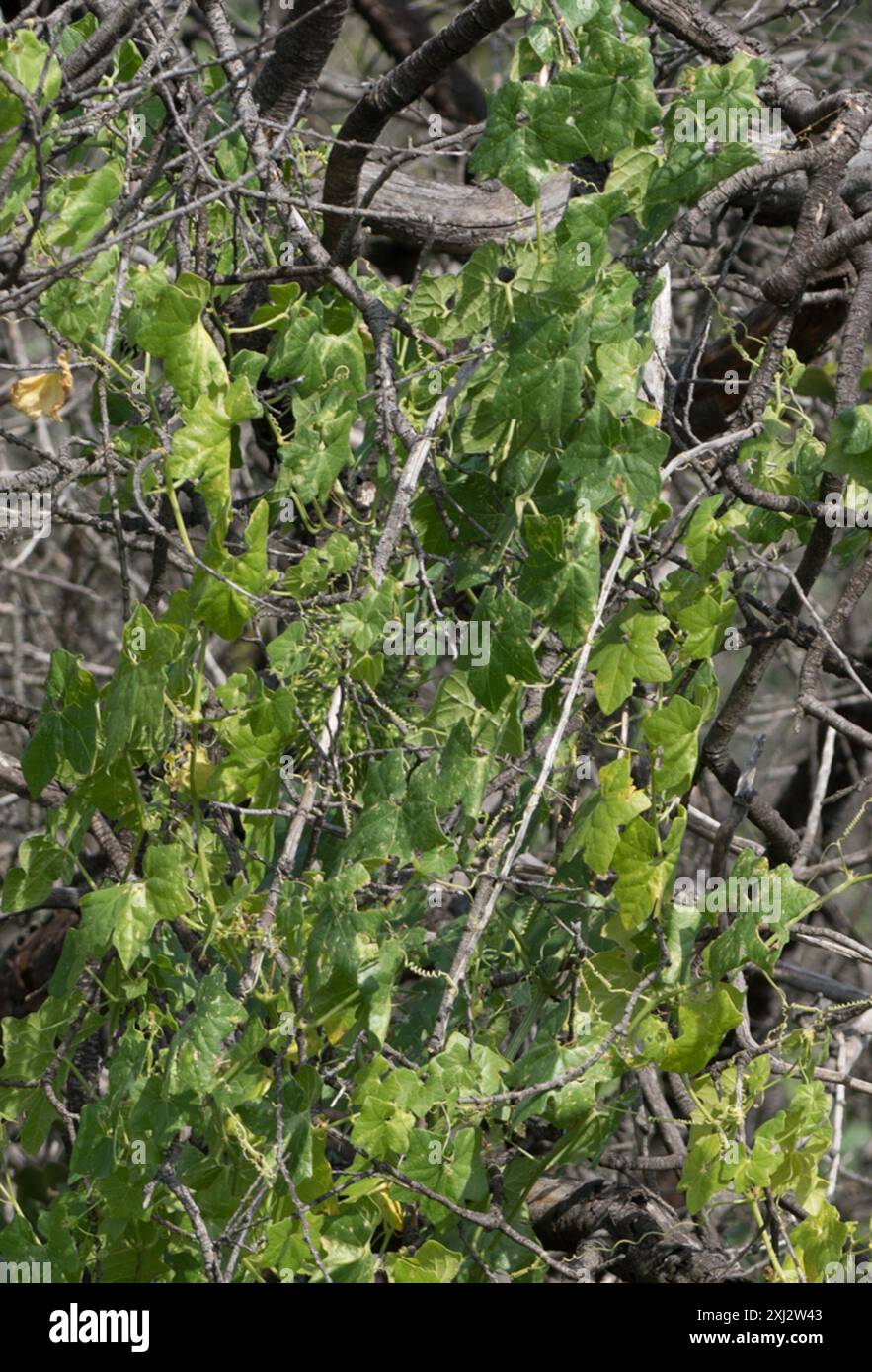 Man-roots (Marah) Plantae Stock Photo - Alamy