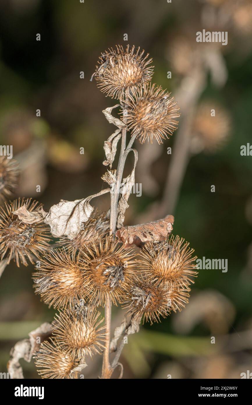 lesser burdock (Arctium minus) Plantae Stock Photo - Alamy