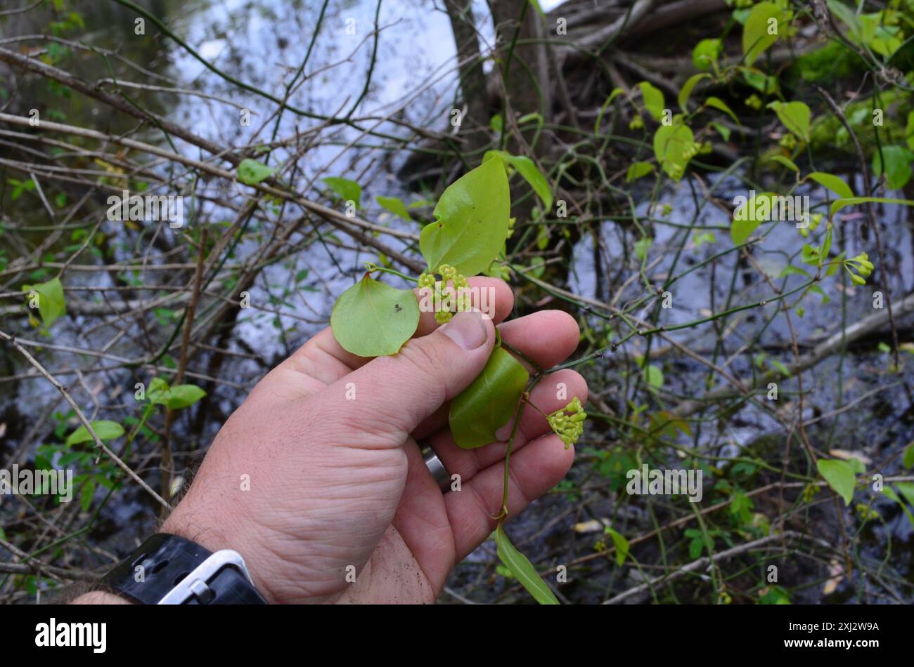roundleaf greenbrier (Smilax rotundifolia) Plantae Stock Photo - Alamy