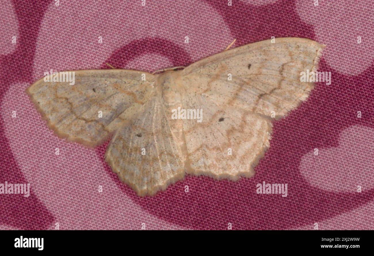 Large Lace-border Moth (Scopula limboundata) Insecta Stock Photo - Alamy