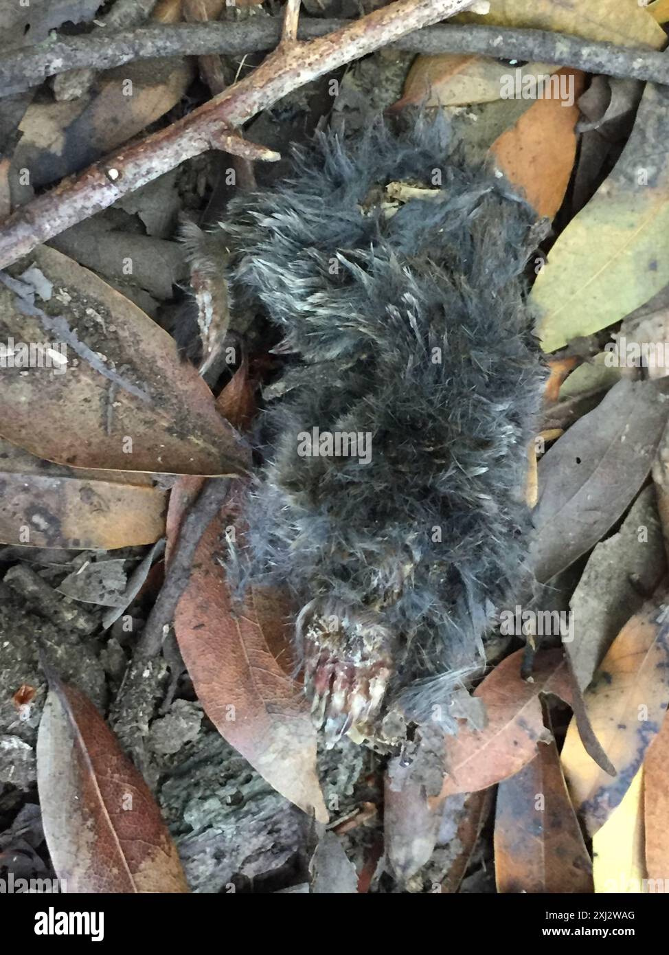 Broad-footed Mole (Scapanus latimanus) Mammalia Stock Photo - Alamy