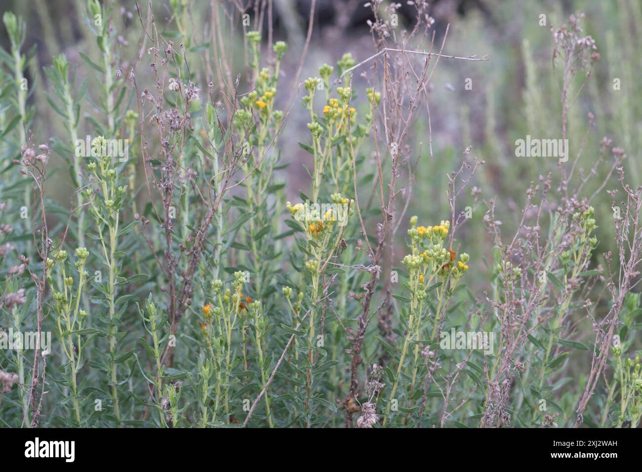 Coastal Goldenbush (Isocoma menziesii) Plantae Stock Photo - Alamy