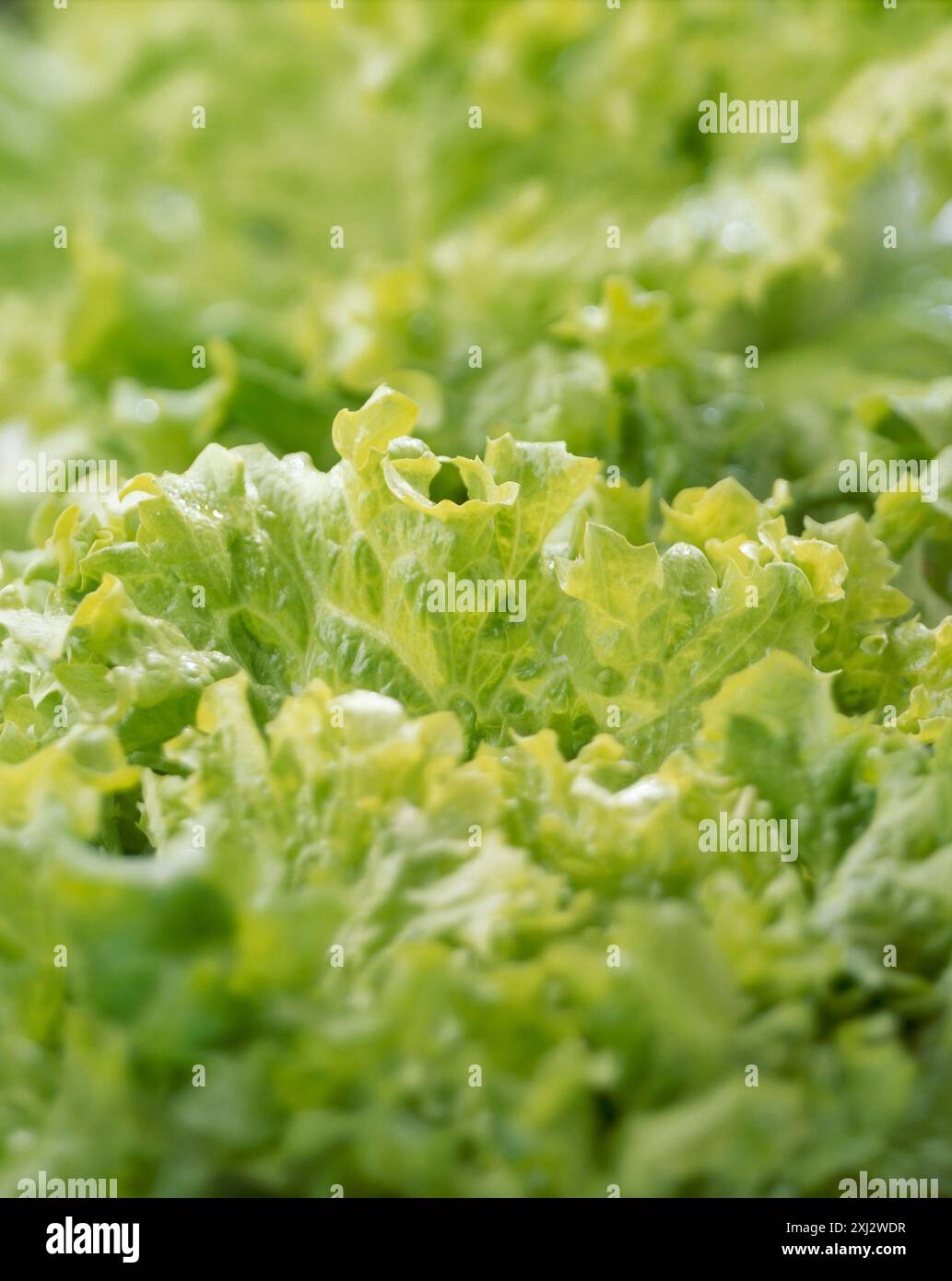 Batavia lettuce hi-res stock photography and images - Alamy