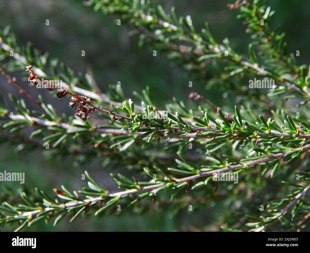 chamise (Adenostoma fasciculatum) Plantae Stock Photo - Alamy
