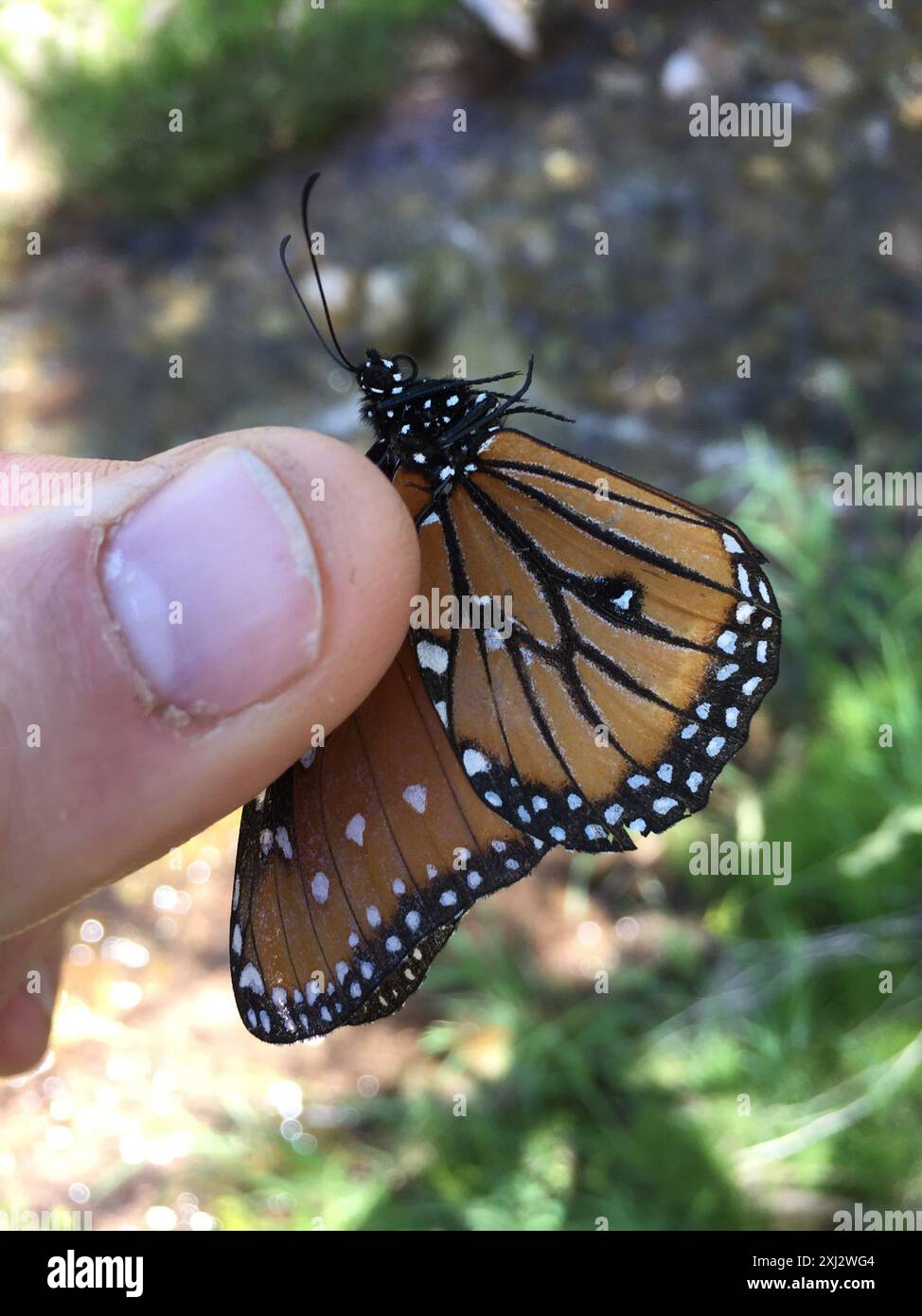 Queen (Danaus gilippus) Insecta Stock Photo - Alamy